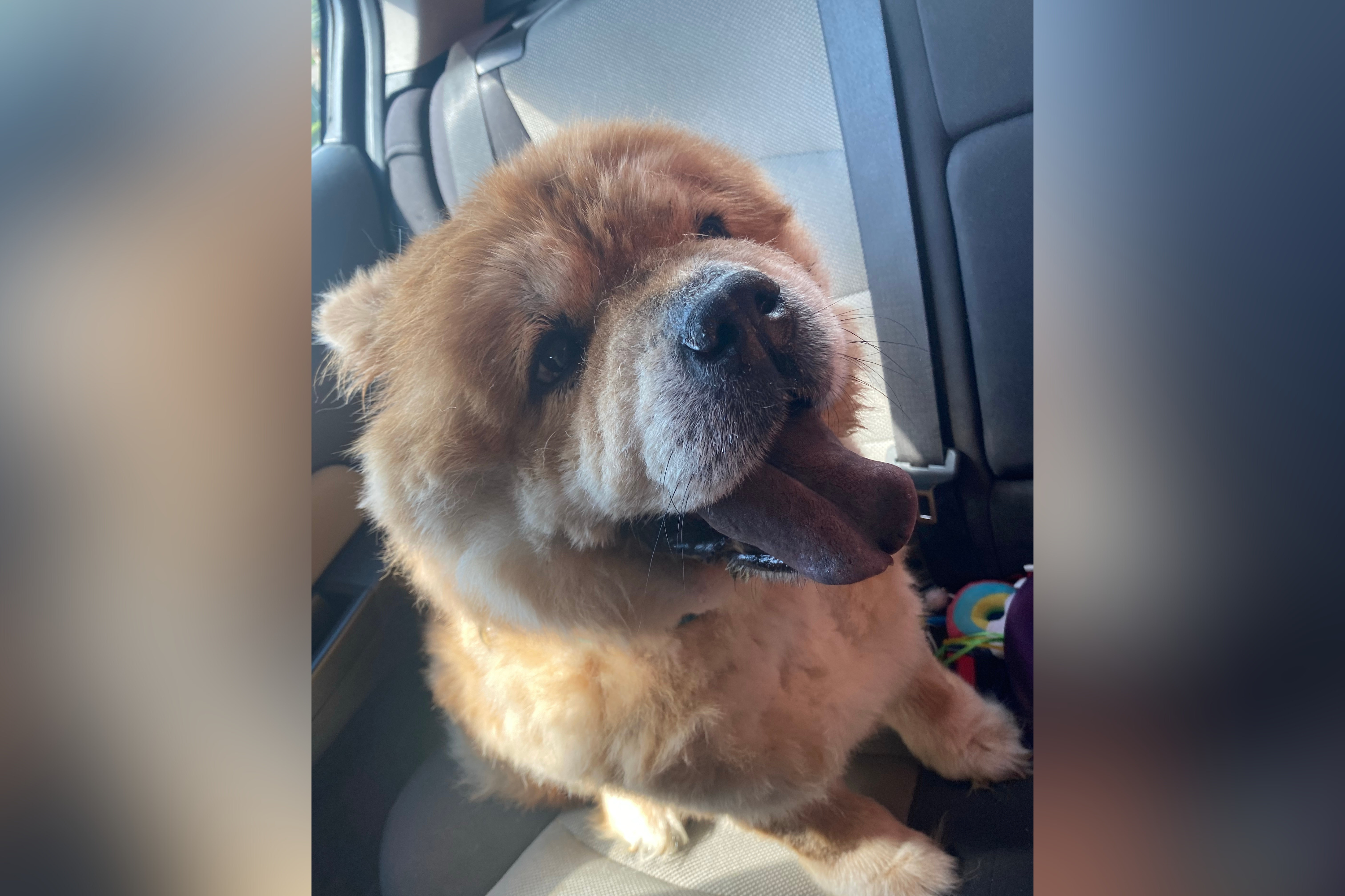 Owner adopts husky-Aussie mix—DNA test leaves them stunned