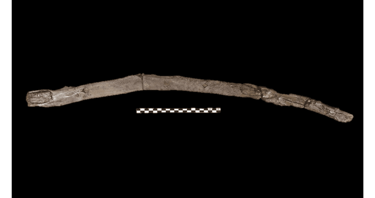 Earliest known wooden tools are 430,000 years old, and they’re ...