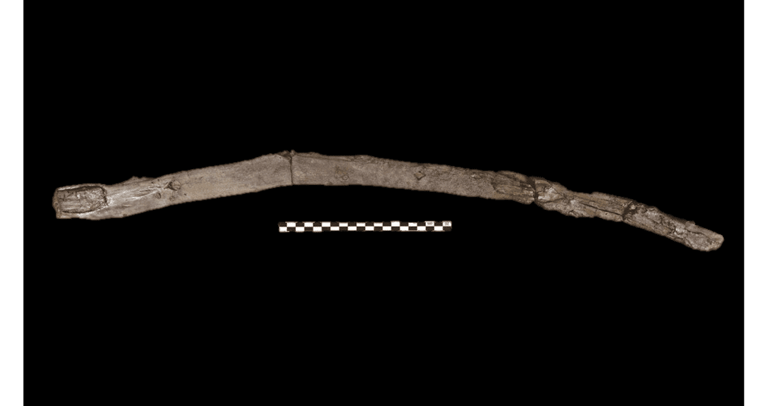 Earliest known wooden tools are 430,000 years old, and they’re ...