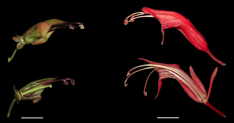 Oddball flower challenges long-held rule about how new plant species evolve