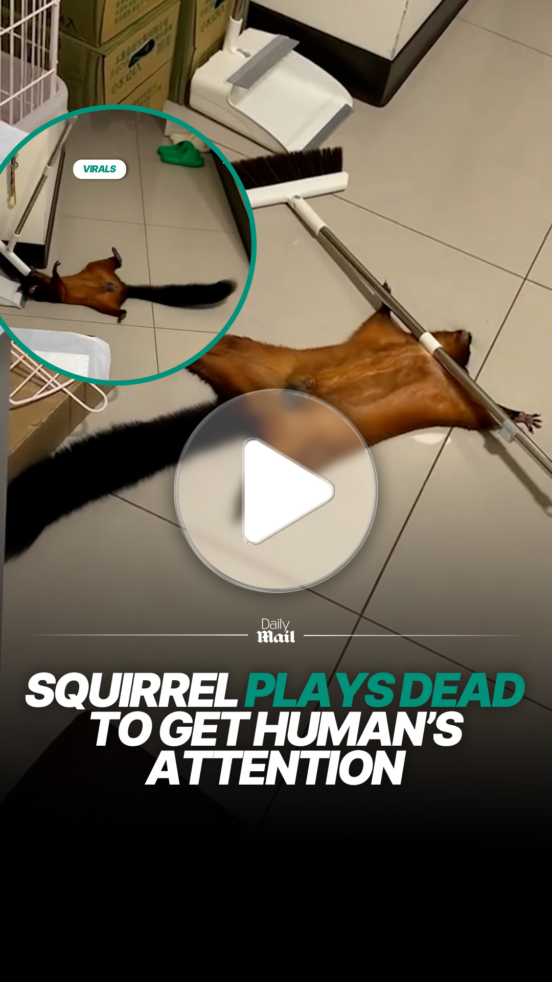 Squirrel dramatically plays dead during encounter with human