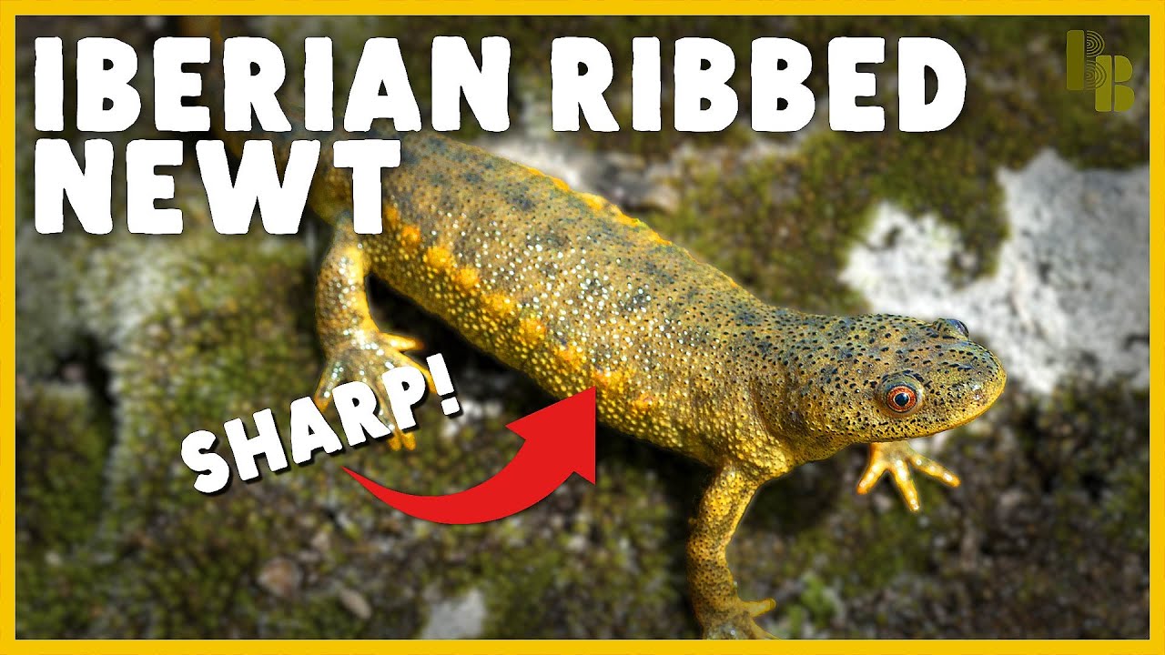 The bizarre beast with pointy ribs