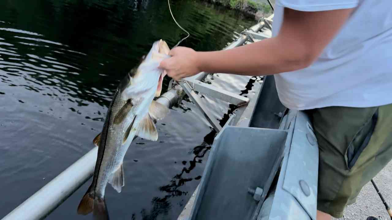 Why abandoned structures attract strange fish