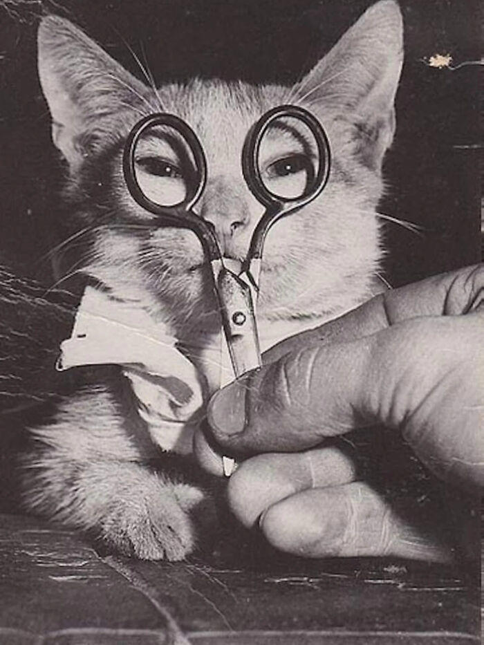 From movie stars to unknown cat owners, here are 43 vintage photos of ...