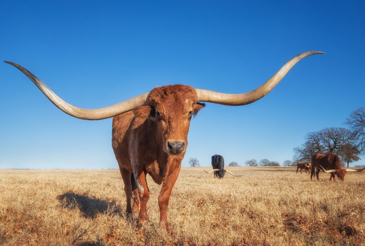 The top 10 beloved animals of Texas