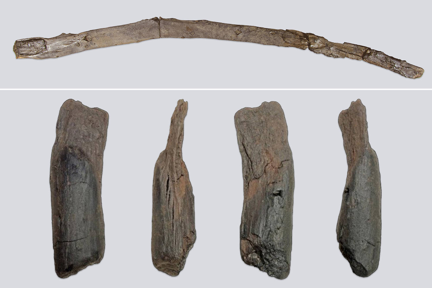 Shaped by ancient humans, 430,000-year-old wooden tools are the oldest ...
