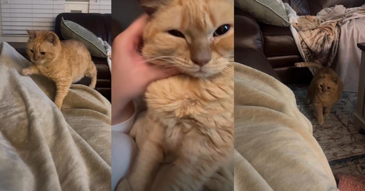 Cat can't say no to snuggle time with mom in adorable video
