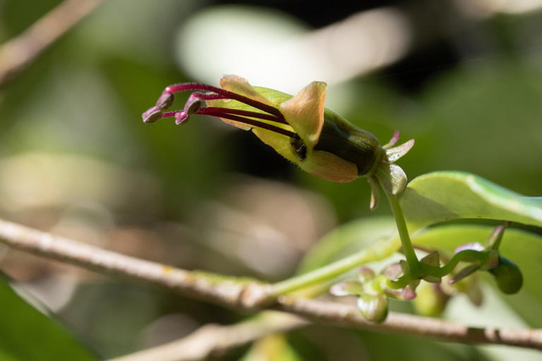 Oddball flower challenges long-held rule about how new plant species evolve