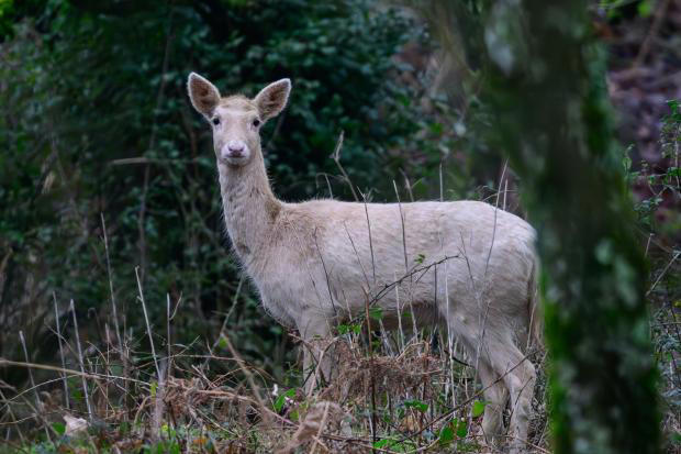 Rare all-white deer spotted wandering through the New Forest