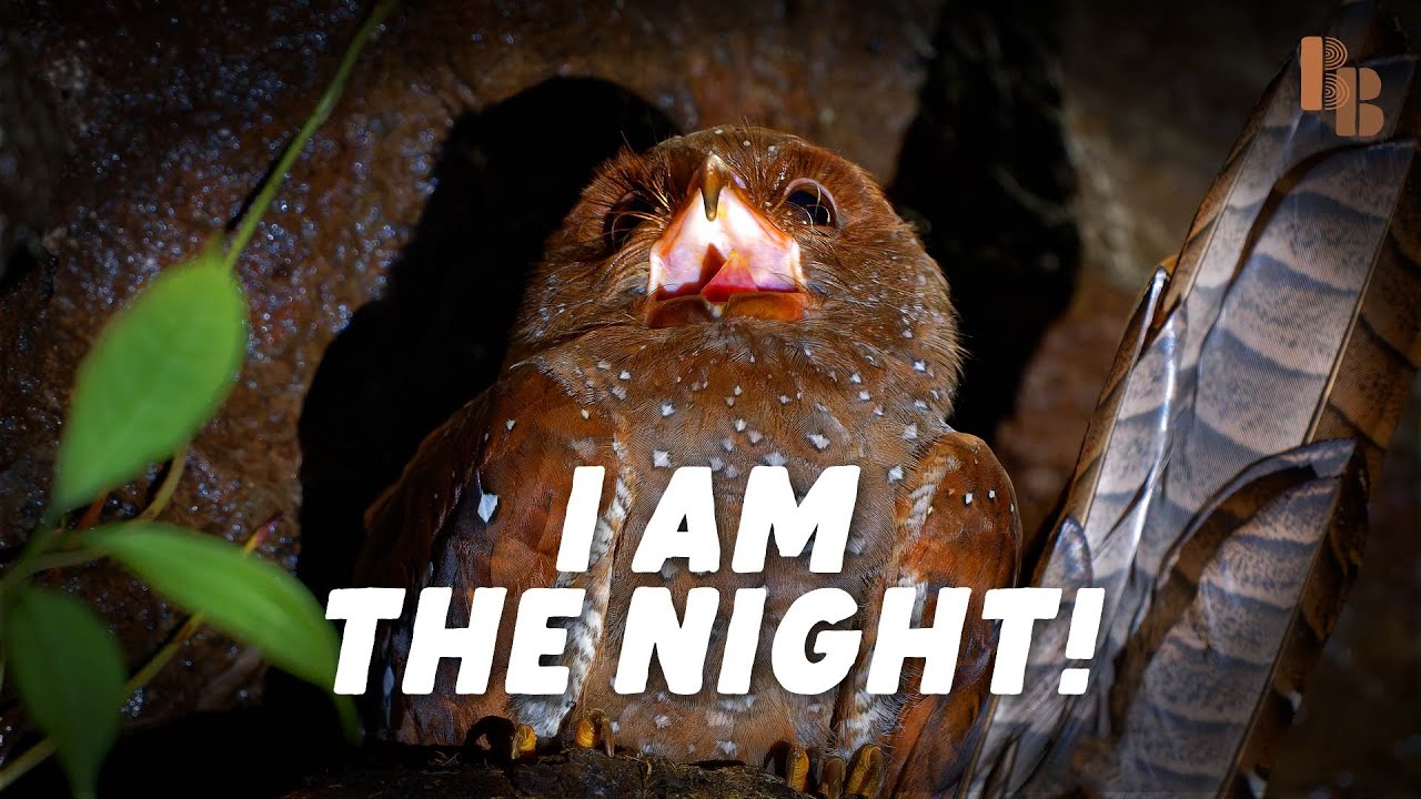 No other birds do what this bird does