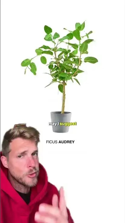 Plant maxxing with new flora and fauna