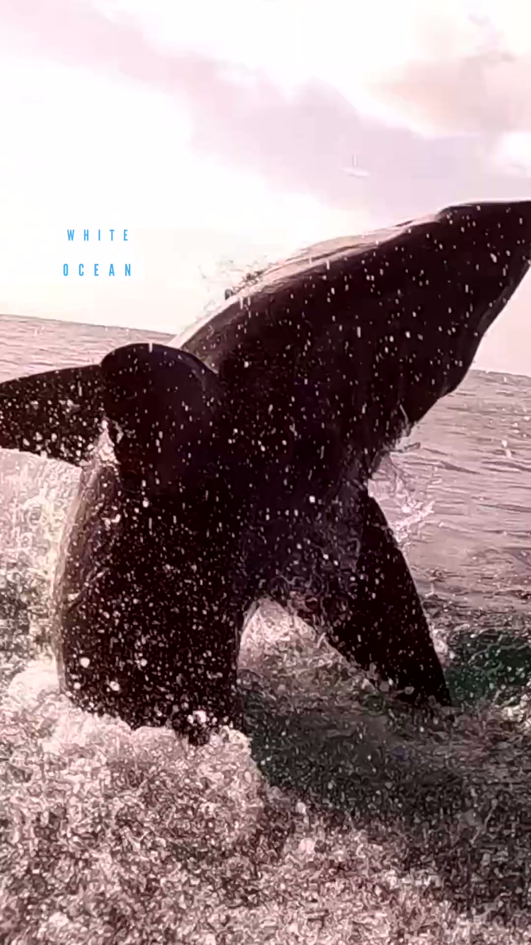 Great white shark leaps out of the water