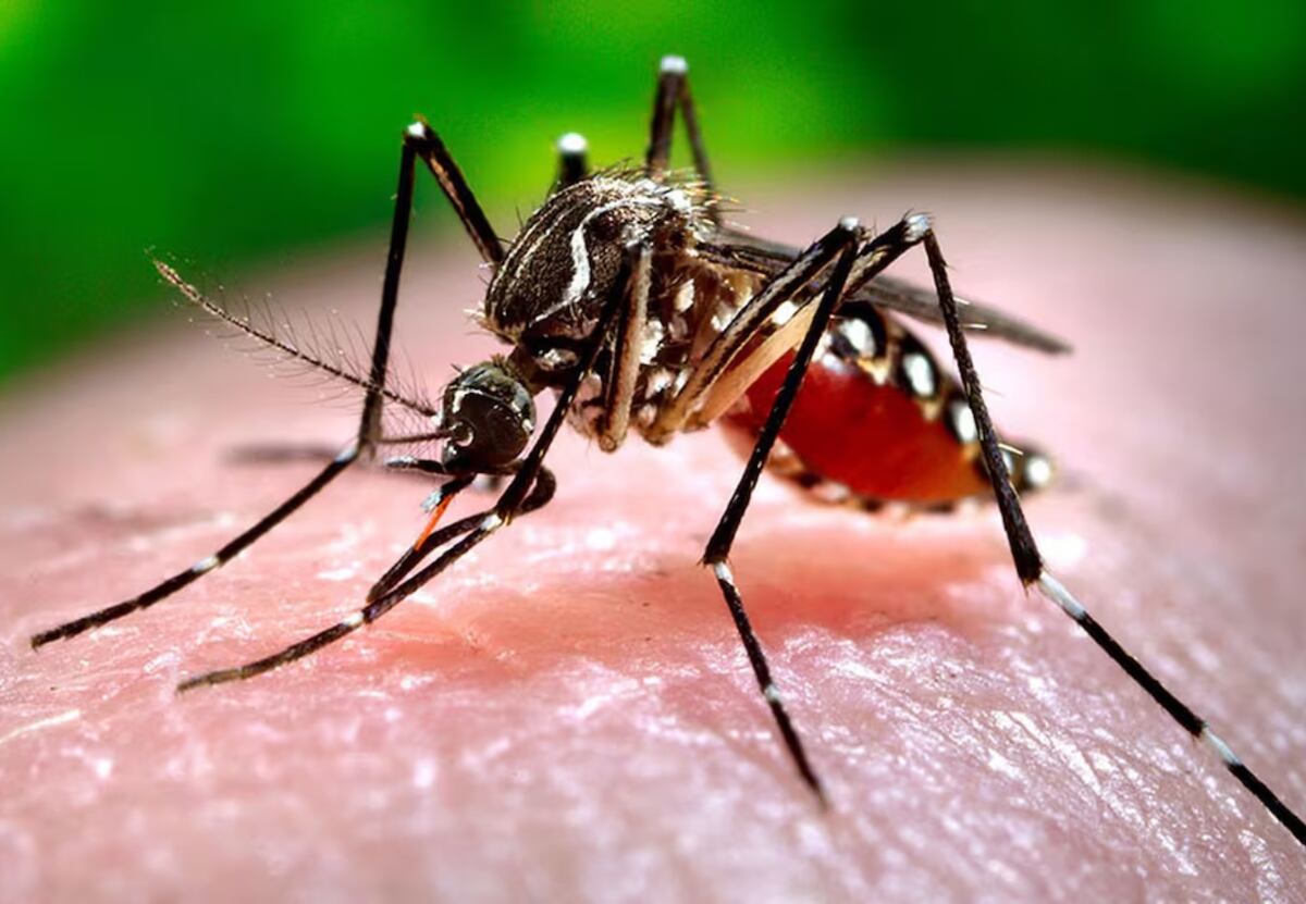 Un estudio reveló cuáles son los colores de la ropa que más atraen a ...