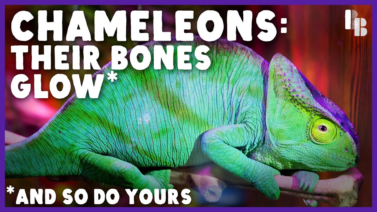 The bizarre beast with glowing bones