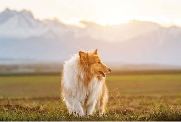 The 7 brightest Scottish small dog breeds