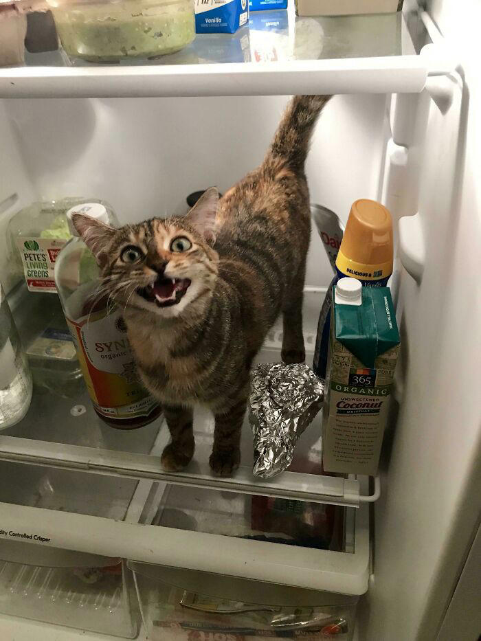 37 people found something so horrifying in a fridge, they had to show ...