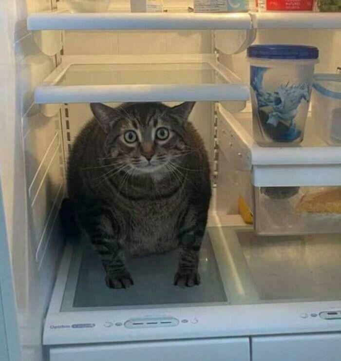 37 people found something so horrifying in a fridge, they had to show ...
