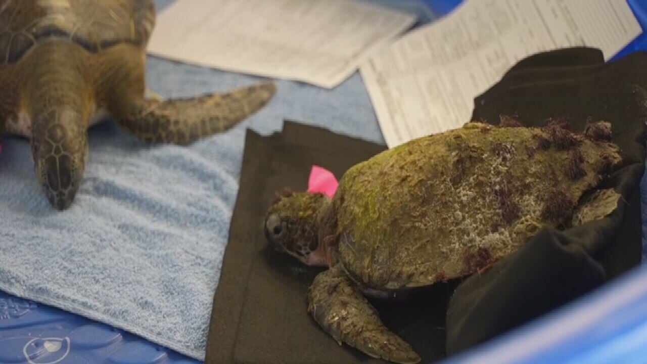 Cold-stunned turtles: How cold weather is threatening coastal wildlife
