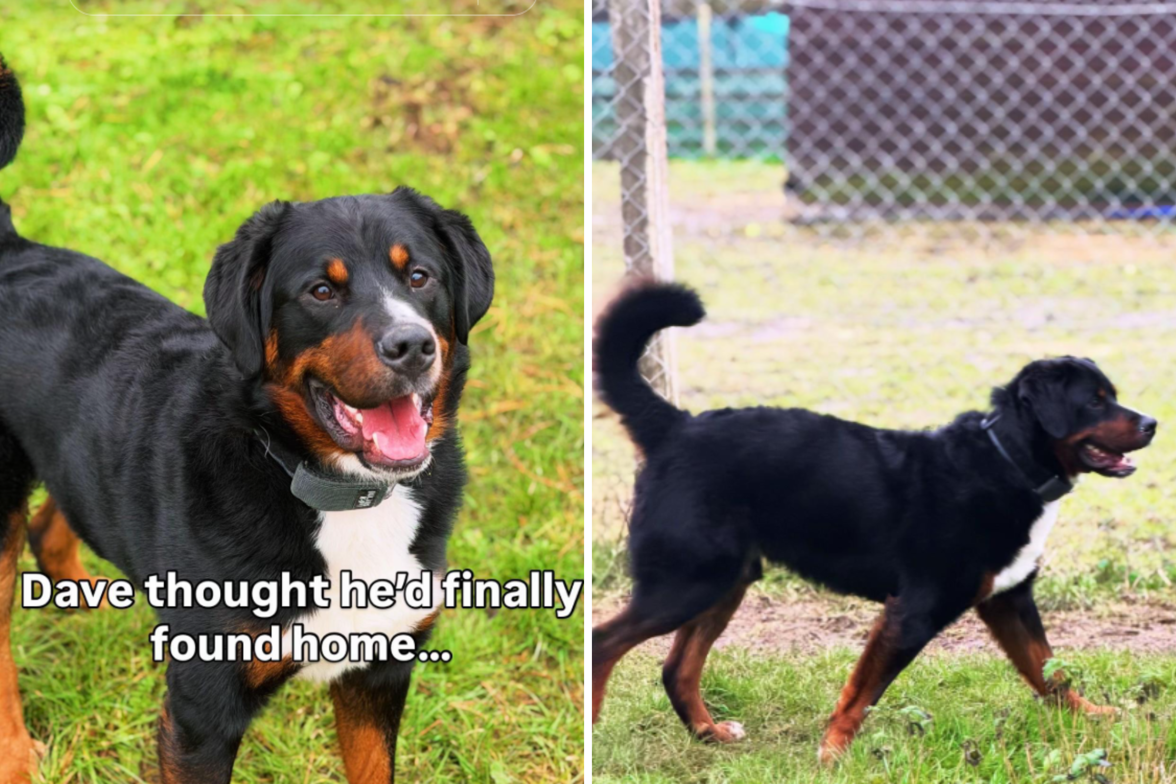 Tears as dog returned to shelter in under 24 hours — "Forever didn’t last"