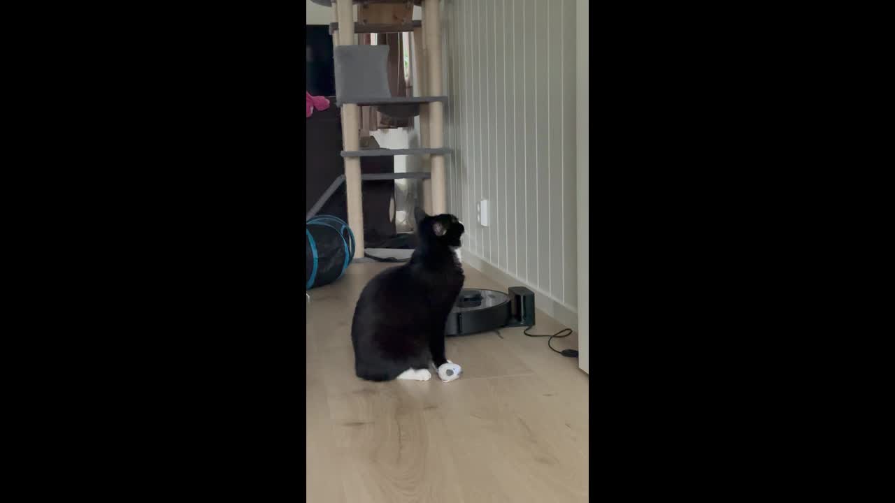Curious cat reacts to bonnet on the floor in Bjørkelangen, Norway