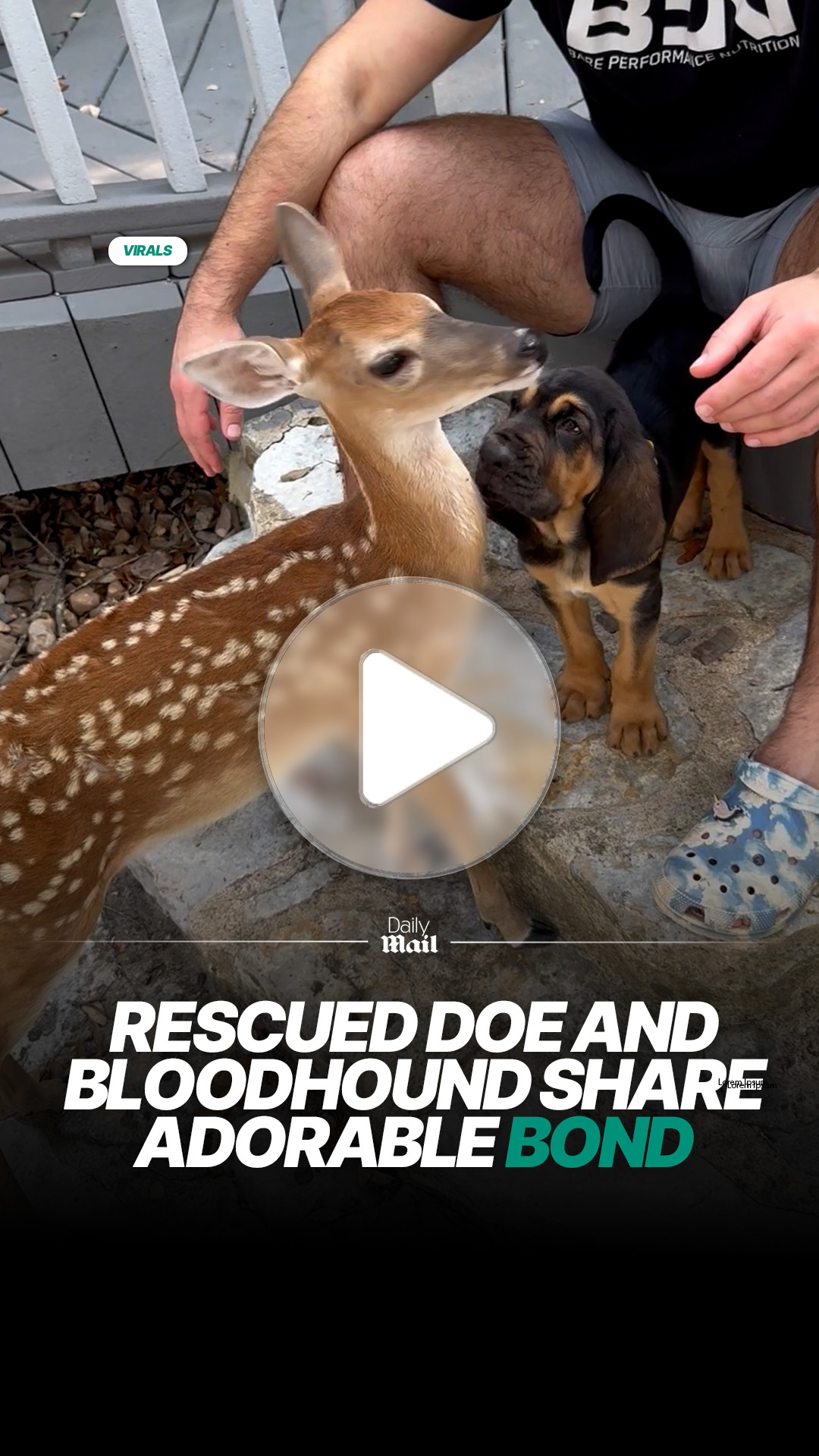 Rescued doe and bloodhound form unlikely bond