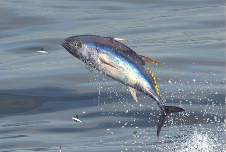 The 15 exotic varieties of tuna