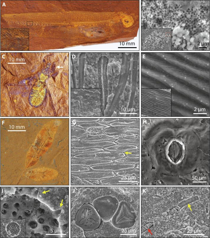 Paleontologists smashed open red rocks and found perfectly preserved ...