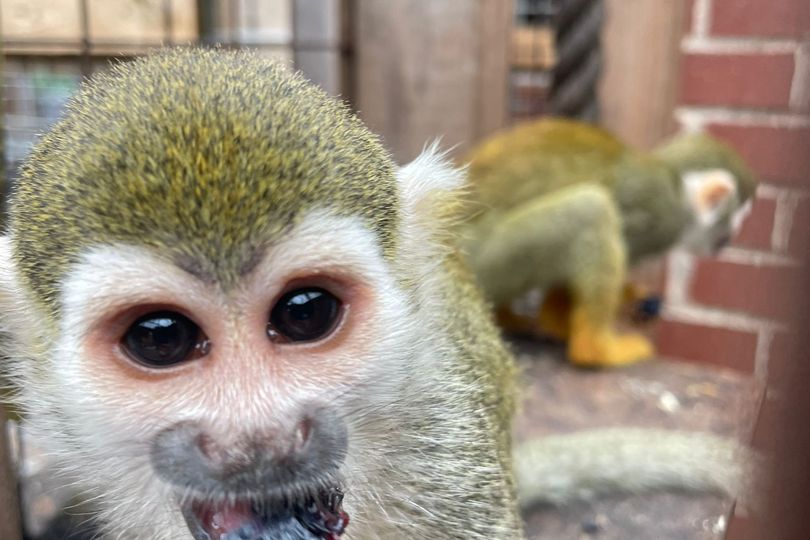 Vets to be used to help find unknown keepers of primates as new ...