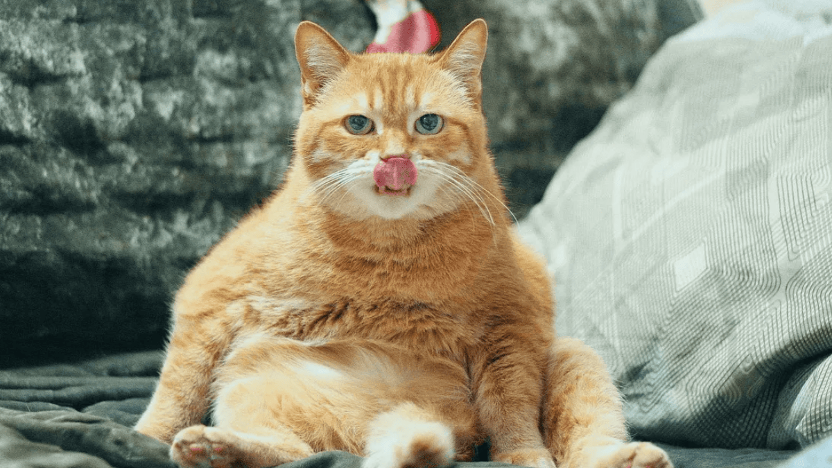 Cat behaviors that seem cute online but worry veterinarians