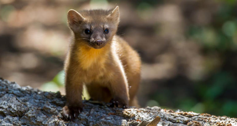 Hidden camera captures world’s cutest predator once thought extinct ...