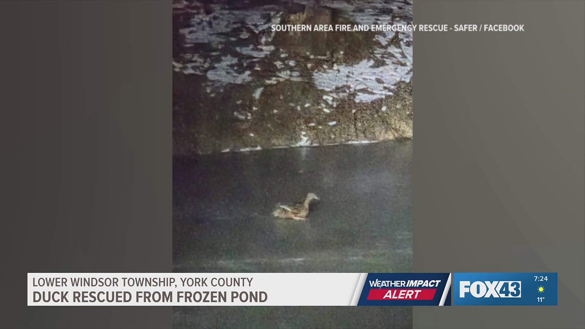 York County duck rescue