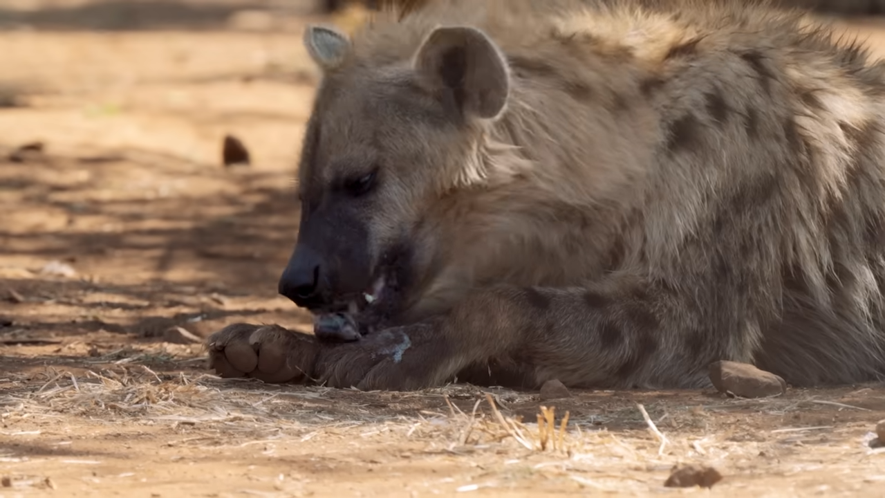This animal can crush bones like concrete