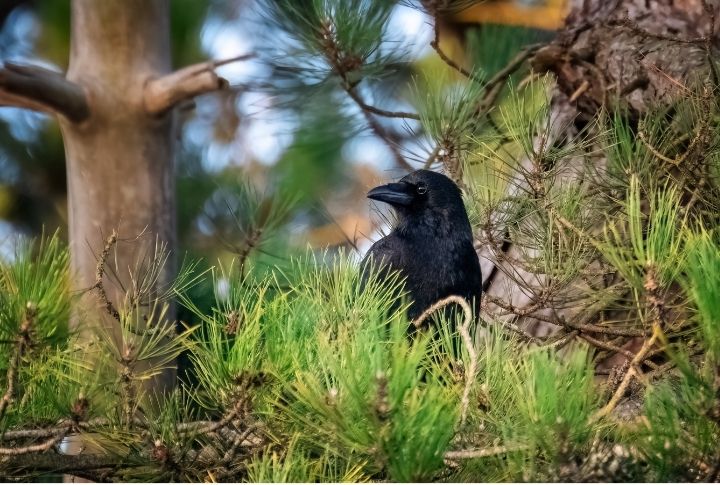 5 mind-blowing cognitive abilities of crows