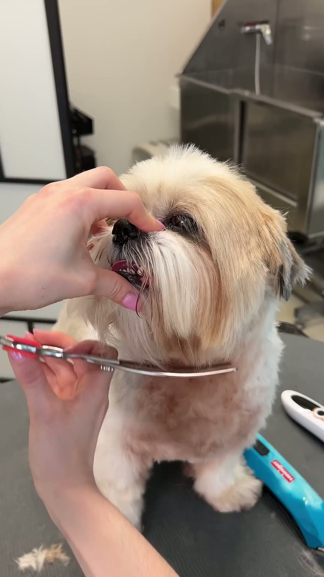 Shih tzu gets a fresh cut!😍