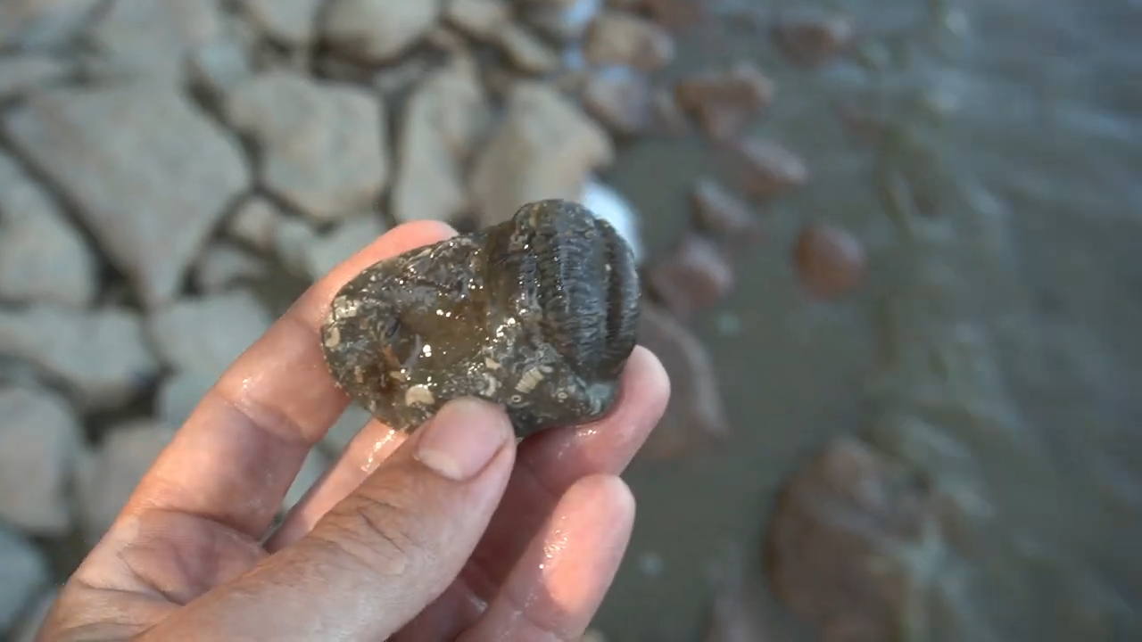 Why this Michigan location still produces fossils