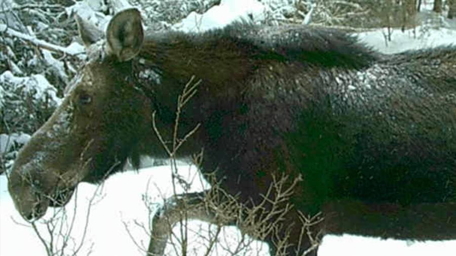 Trailcam captures moose navigating deep snow in Massachusetts