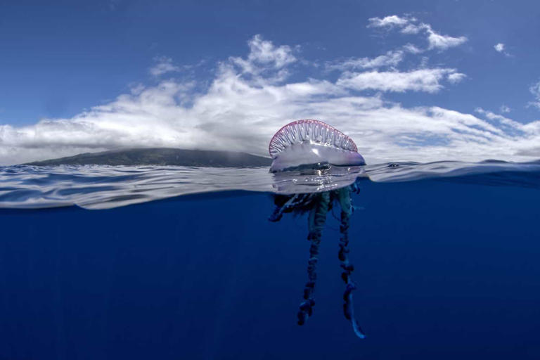 Don't touch that pool float: Meet the Portuguese man-of-war