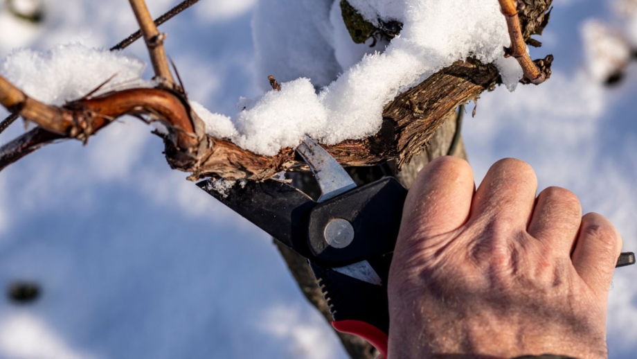 How to winter prune grape vines