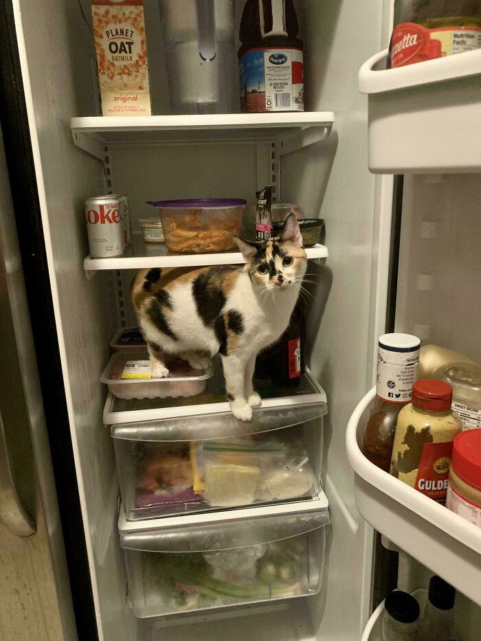 37 people found something so horrifying in a fridge, they had to show ...