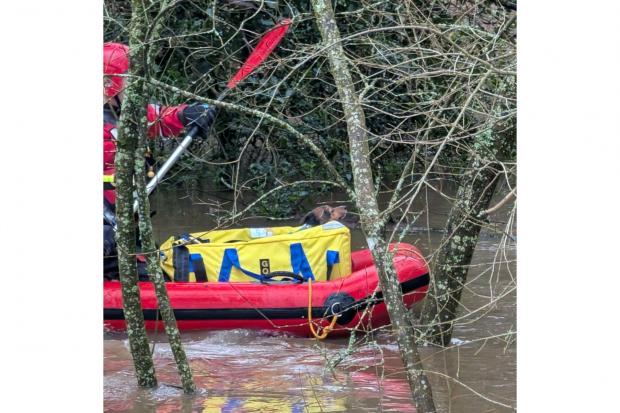 Puppy rescued after being 'washed down a flooded river'
