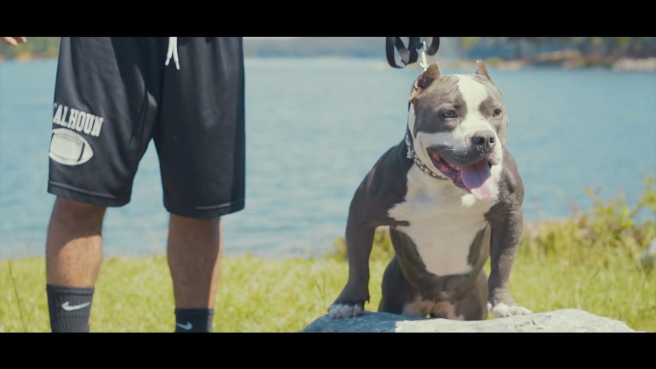 American bully China (fan submitted)