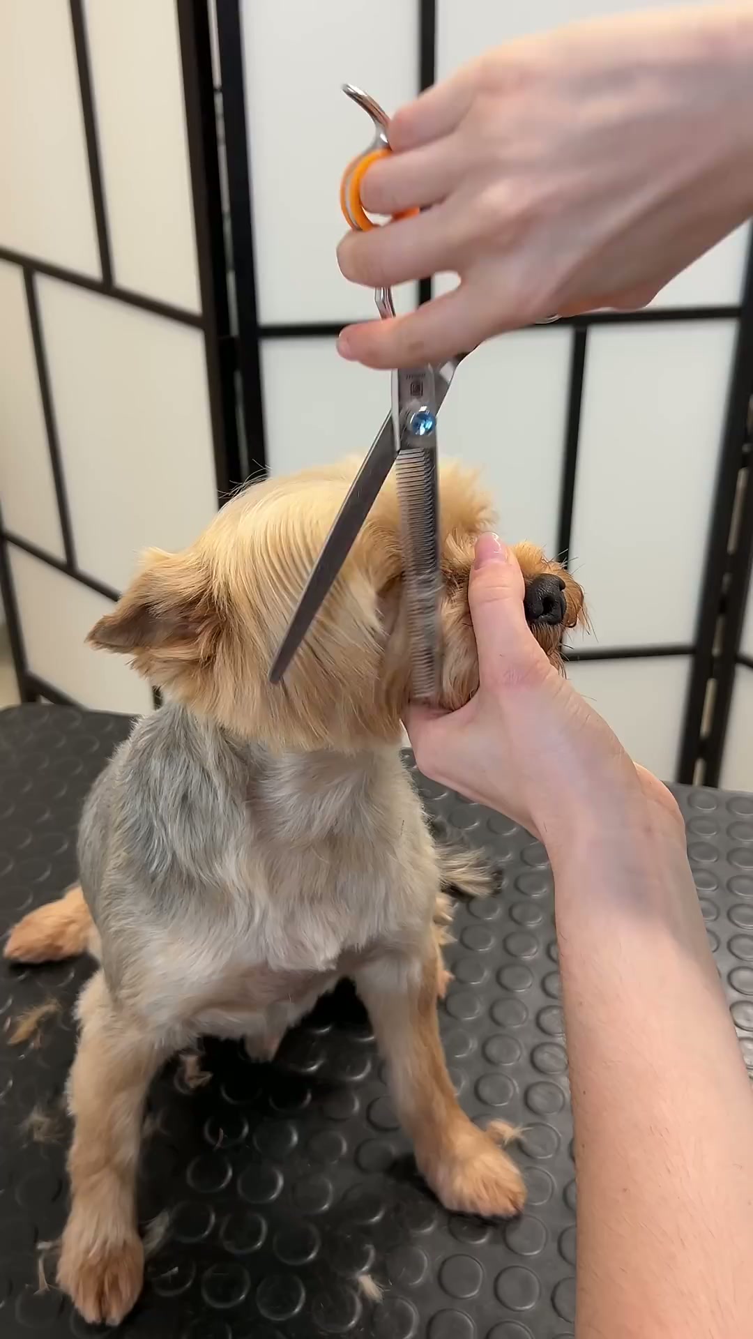 Another day, another Yorkie grooming!