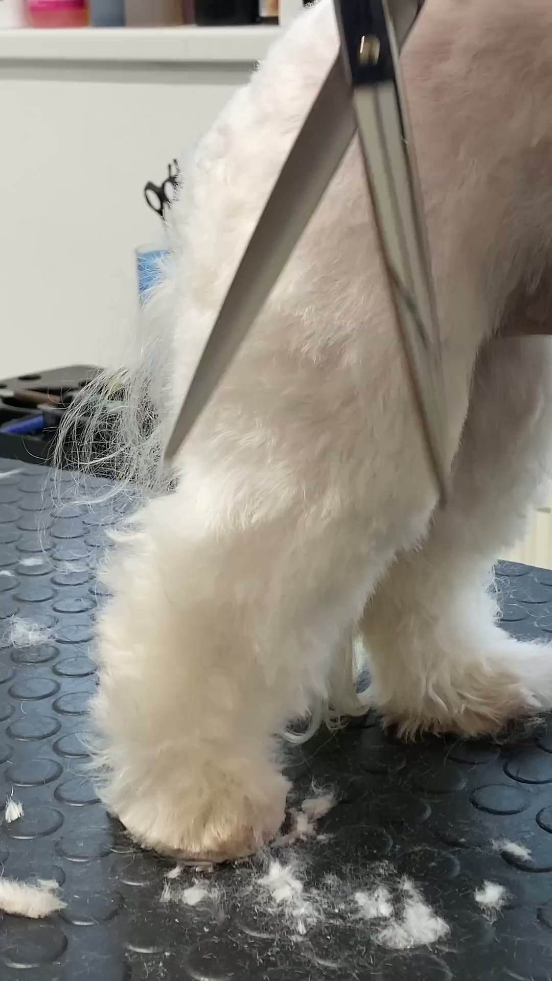 How to trim Maltese dog legs!