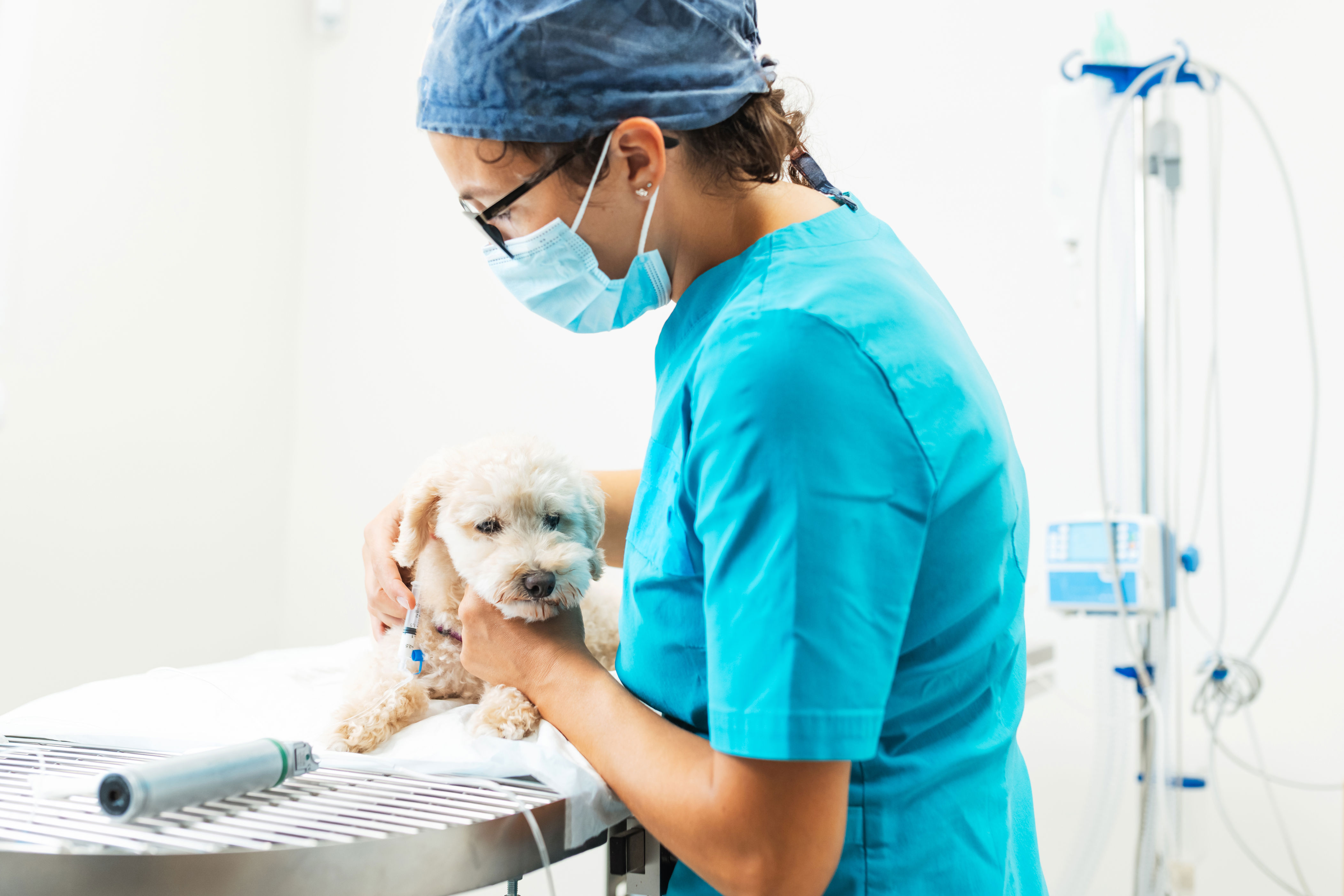 Dog wakes up from anesthesia at vets, owner not prepared for reunion