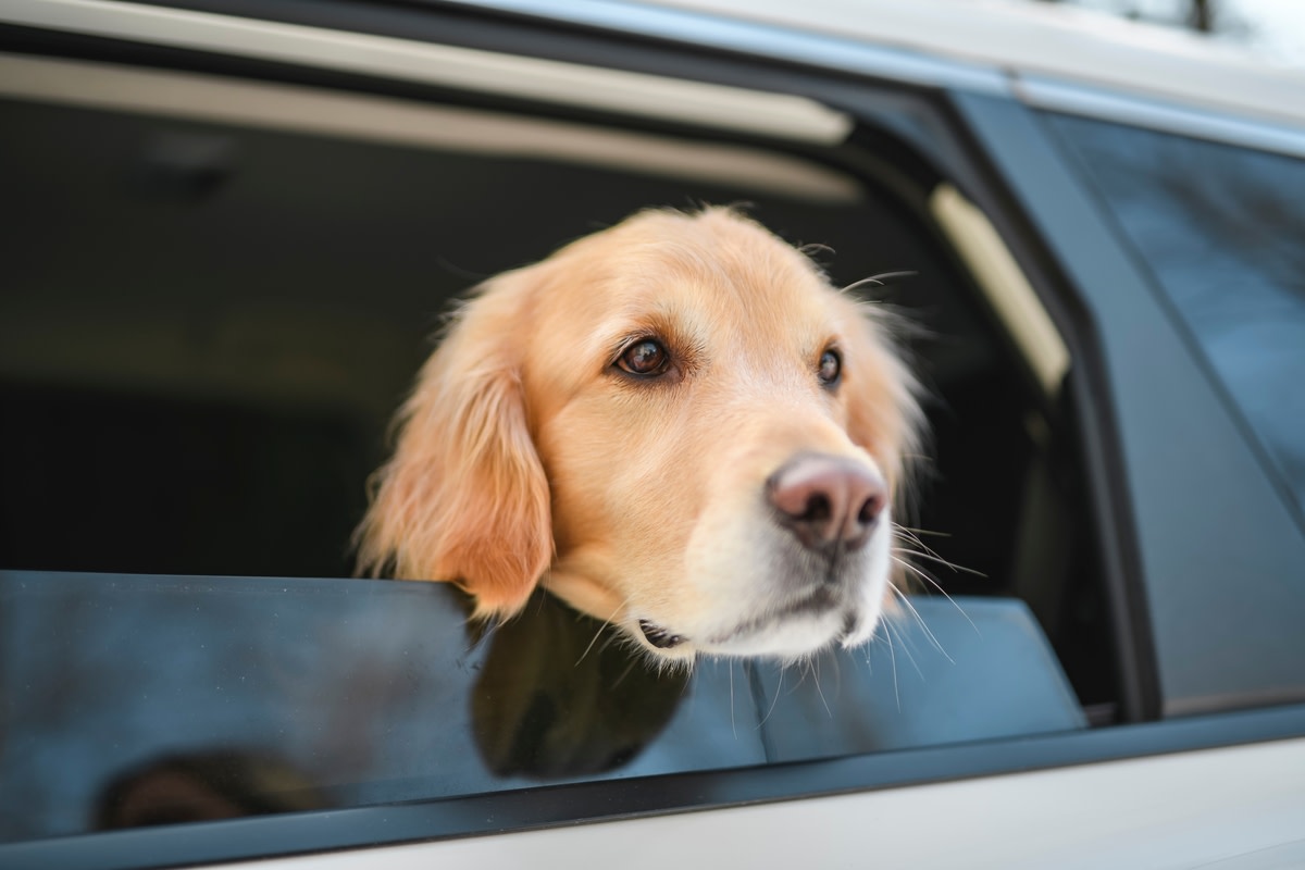 Golden retriever is so happy to pick up his mom from the airport and we ...