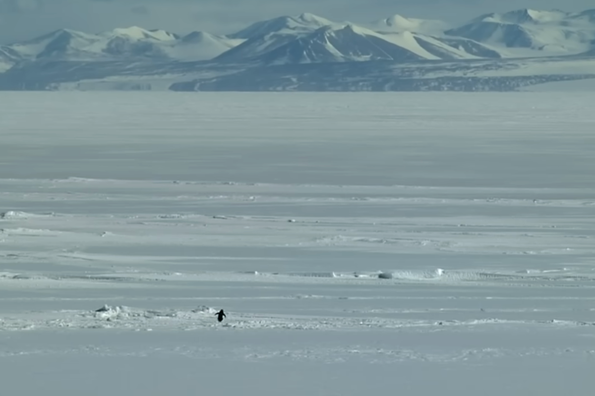 Why has a ‘nihilistic penguin’ meme taken over the internet?