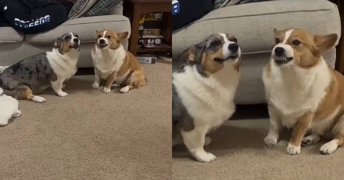 Video: Dogs exhibit a 'love-hate relationship' with just their expressions
