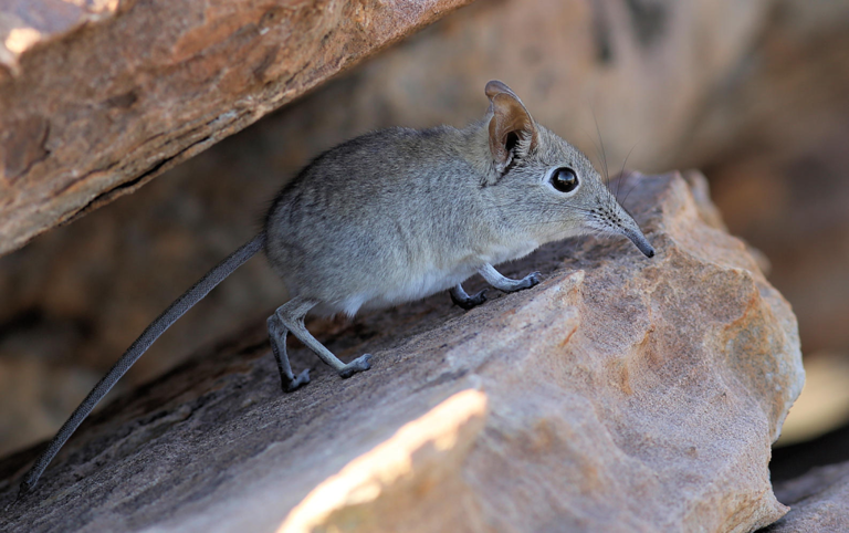 Scientists use digital footprints to track elusive small mammals