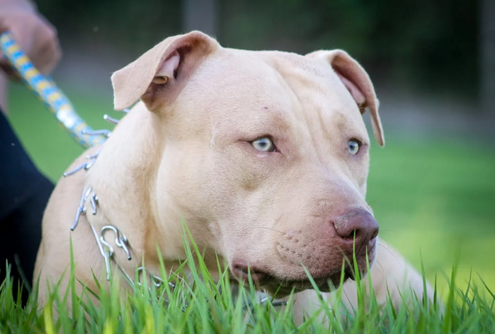 Assessing the risks and rewards of owning pit bulls