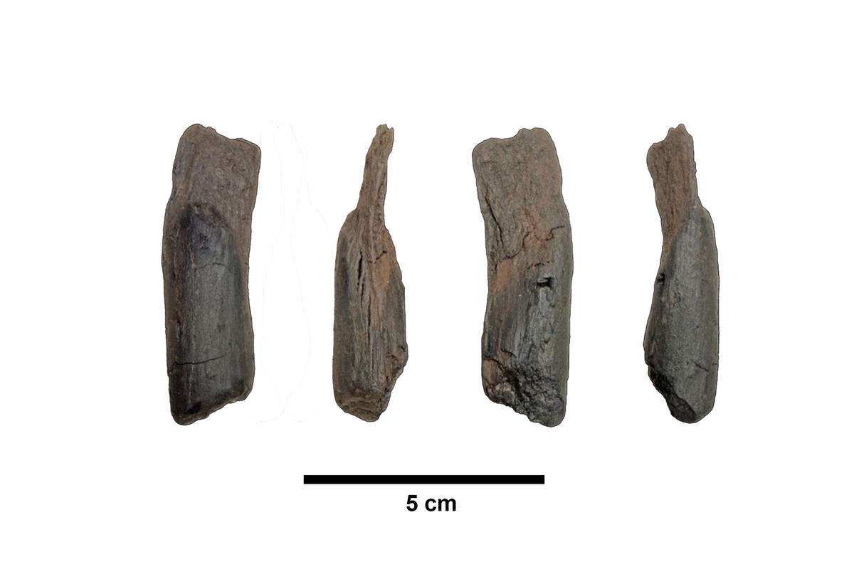 Oldest ever wooden hand-held tools, found in Greece